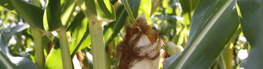 Genetic Engineering - National Family Farm Coalition