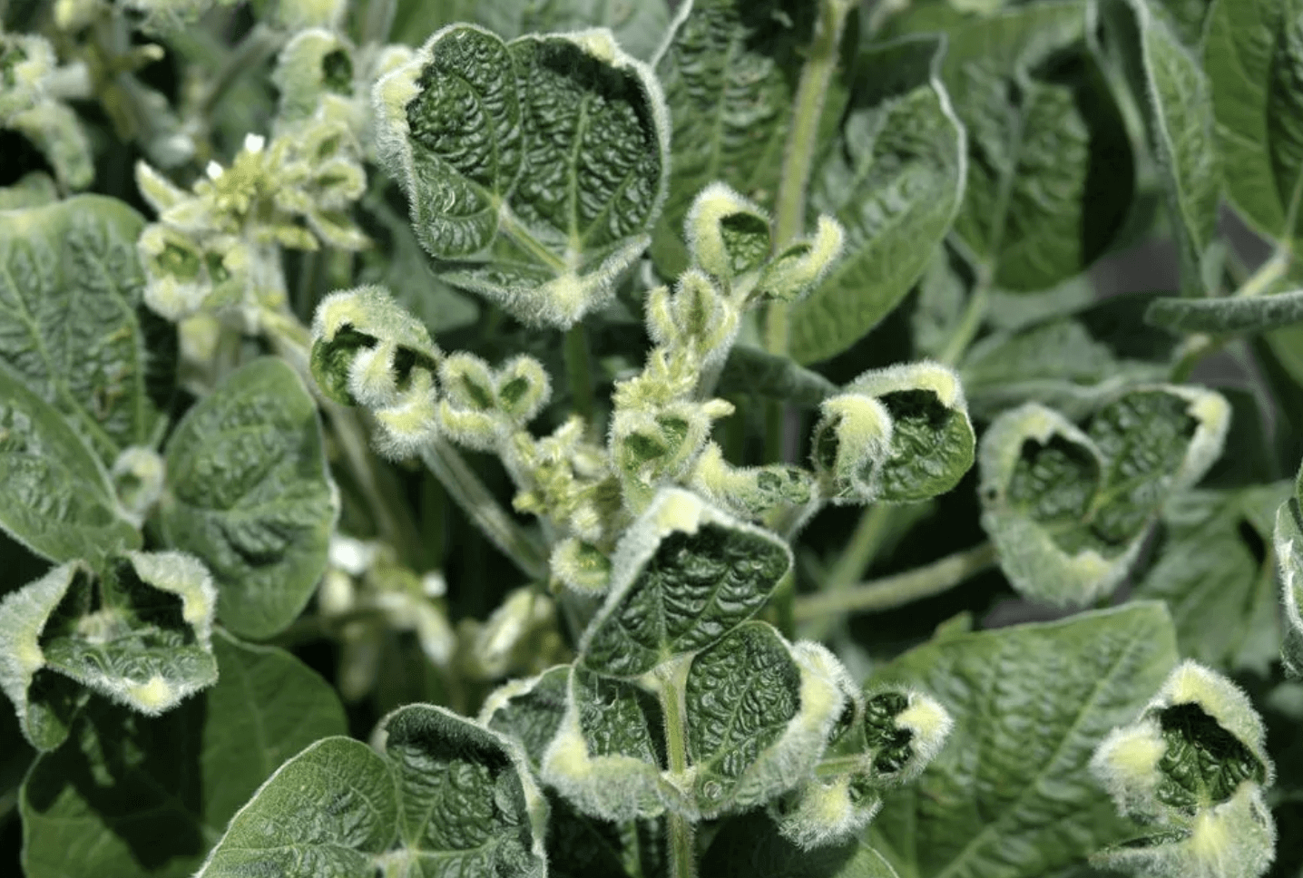 Family Farmers Outraged by EPA Reapproval of Dicamba - National Family ...